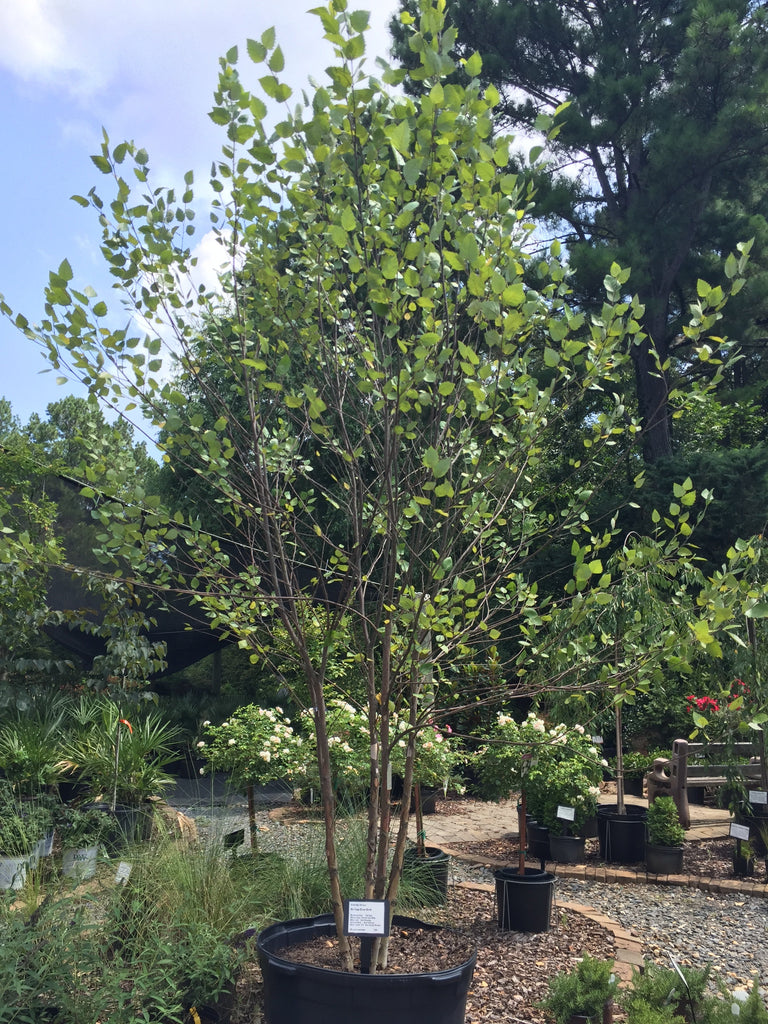 River Birch (Multi Stem) – Toms Creek Farm & Nursery