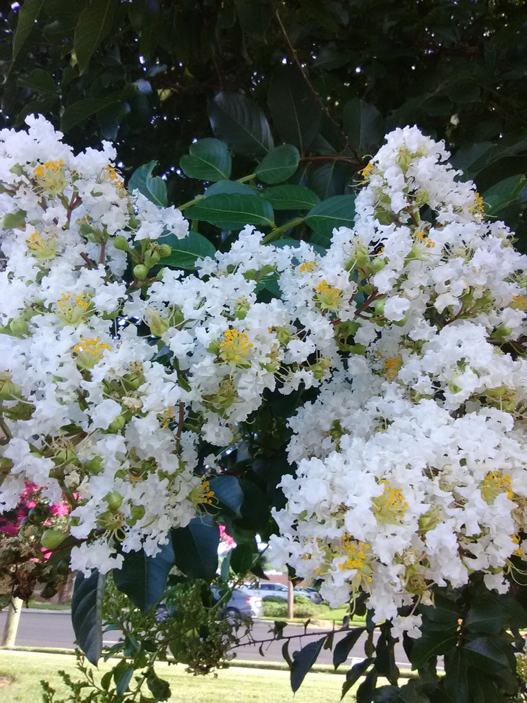 Natchez Crape Myrtle – Toms Creek Farm & Nursery