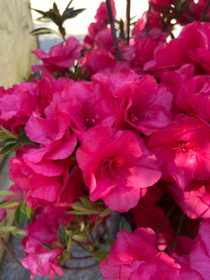 Hershey's Red Azalea – Toms Creek Farm & Nursery