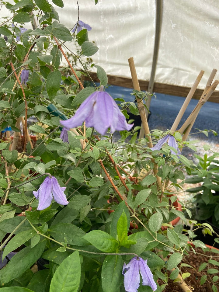 Blue Boy Clematis – Toms Creek Farm & Nursery
