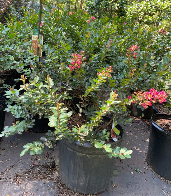 Bellini Raspberry Crape Myrtle – Toms Creek Farm & Nursery