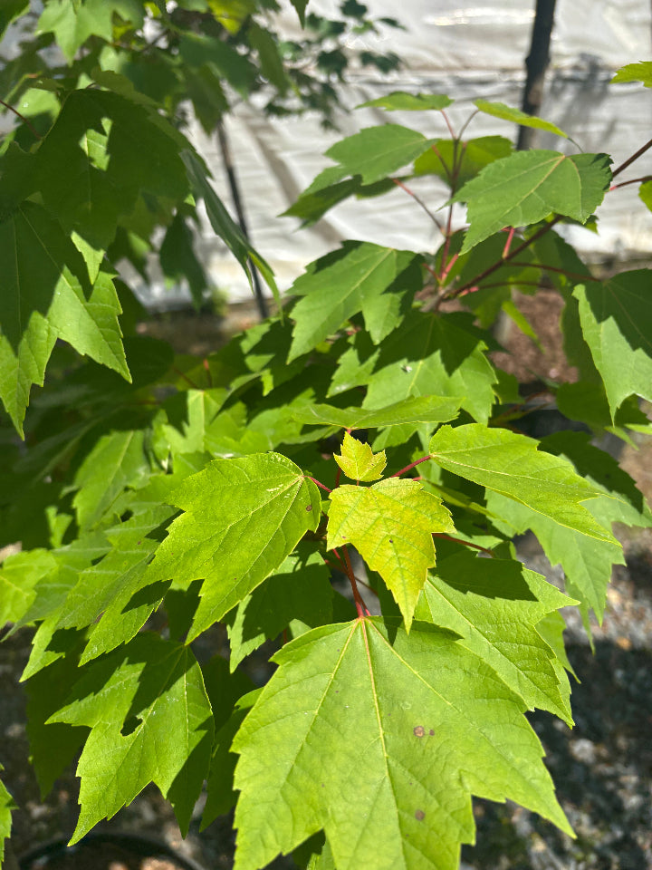Red Rocket Maple – Toms Creek Farm & Nursery