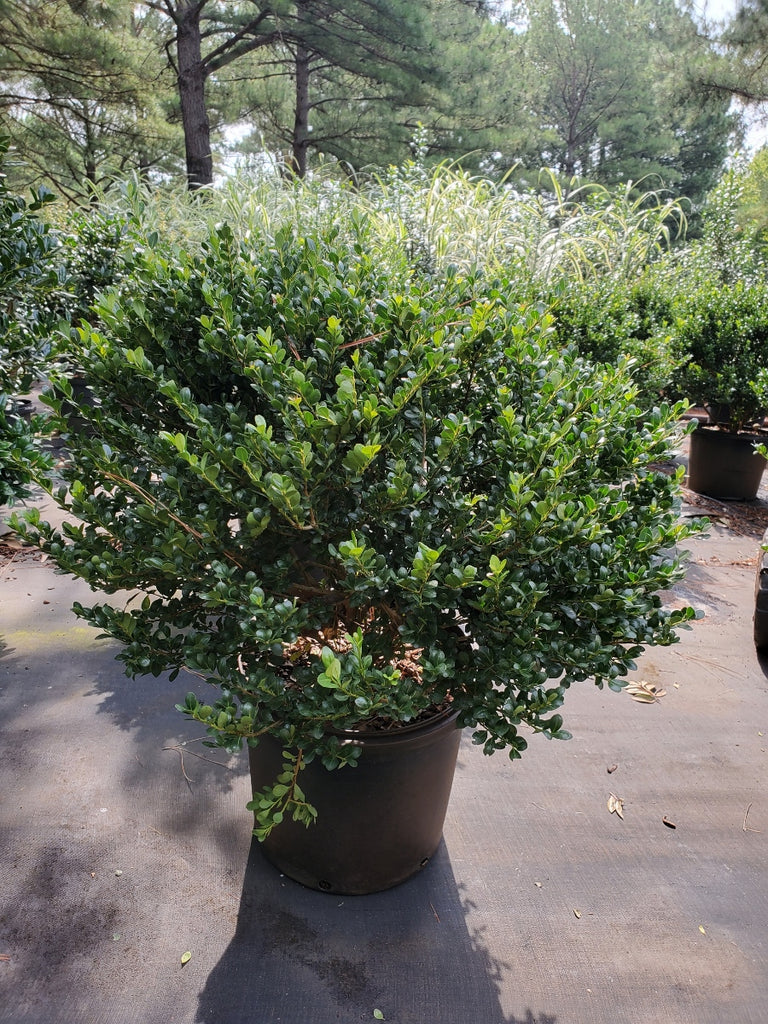 Compacta Japanese Holly – Toms Creek Farm & Nursery