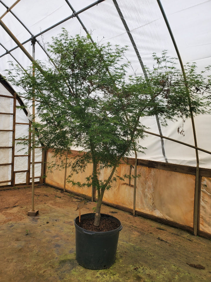 Seiryu Japanese Maple