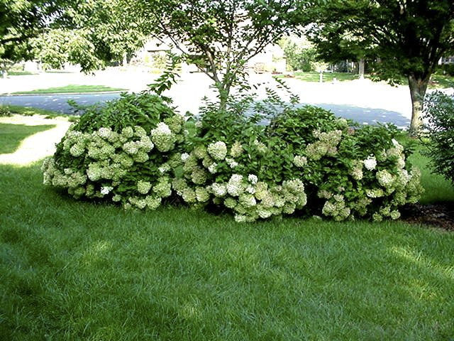 Pee Gee Hydrangea – Toms Creek Farm & Nursery