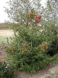 Little Red Holly – Toms Creek Farm & Nursery