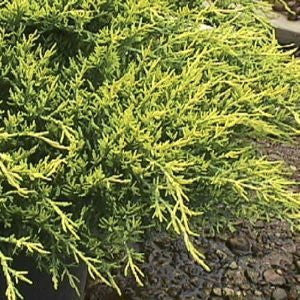Gold Tip Pfitzer Juniper – Toms Creek Farm & Nursery