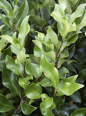 Wavy Leaf Ligustrum – Toms Creek Farm & Nursery
