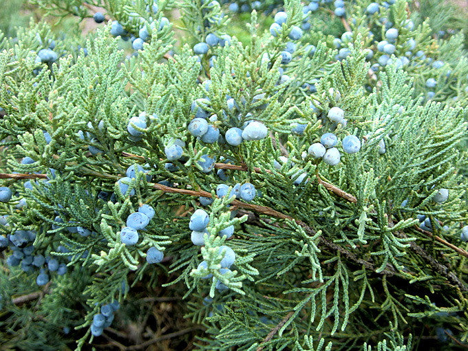 Blue Pfitzer Juniper – Toms Creek Farm & Nursery