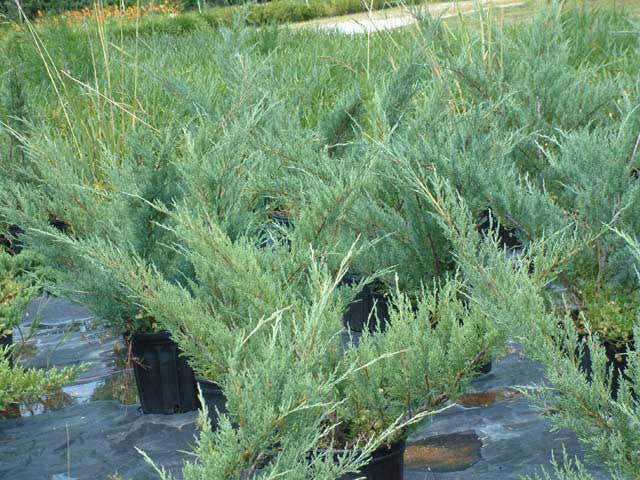 Blue Pfitzer Juniper – Toms Creek Farm & Nursery