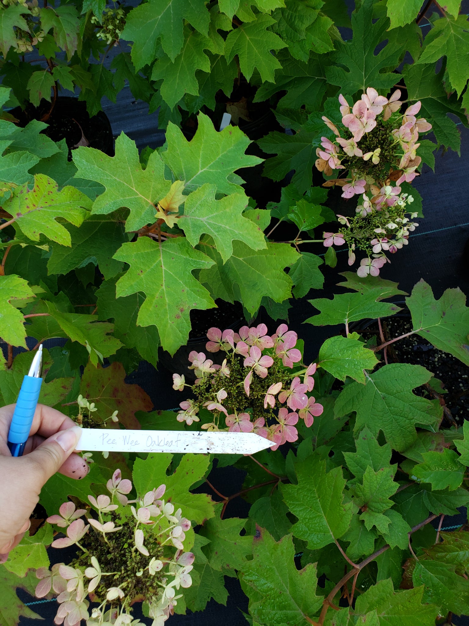 Oakleaf Hydrangea Pee Wee – Toms Creek Farm & Nursery