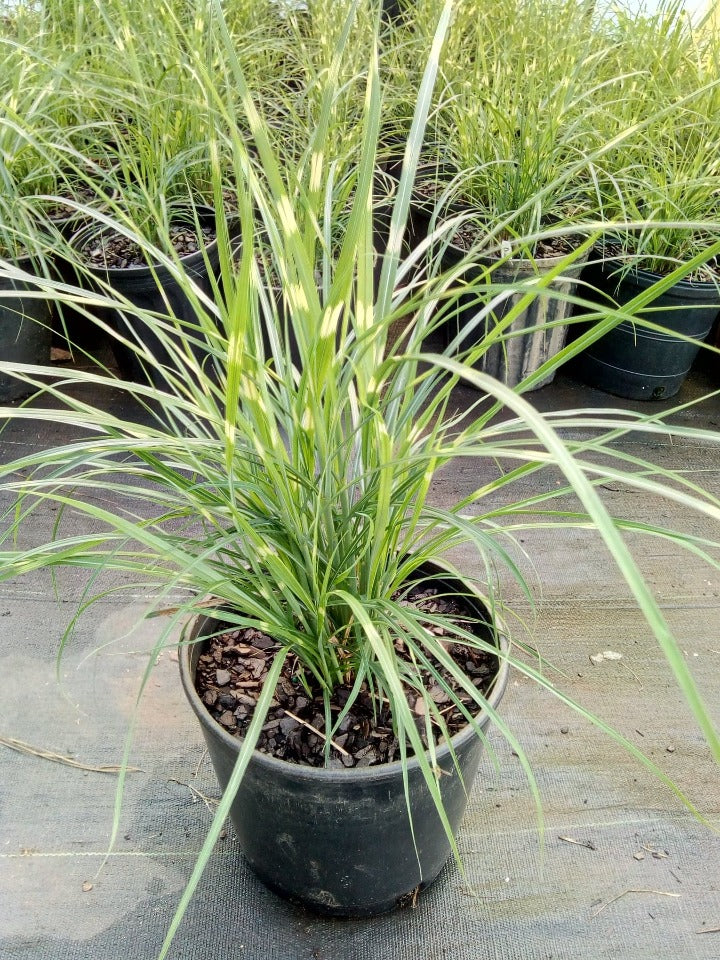 Little Zebra Grass – Toms Creek Farm & Nursery