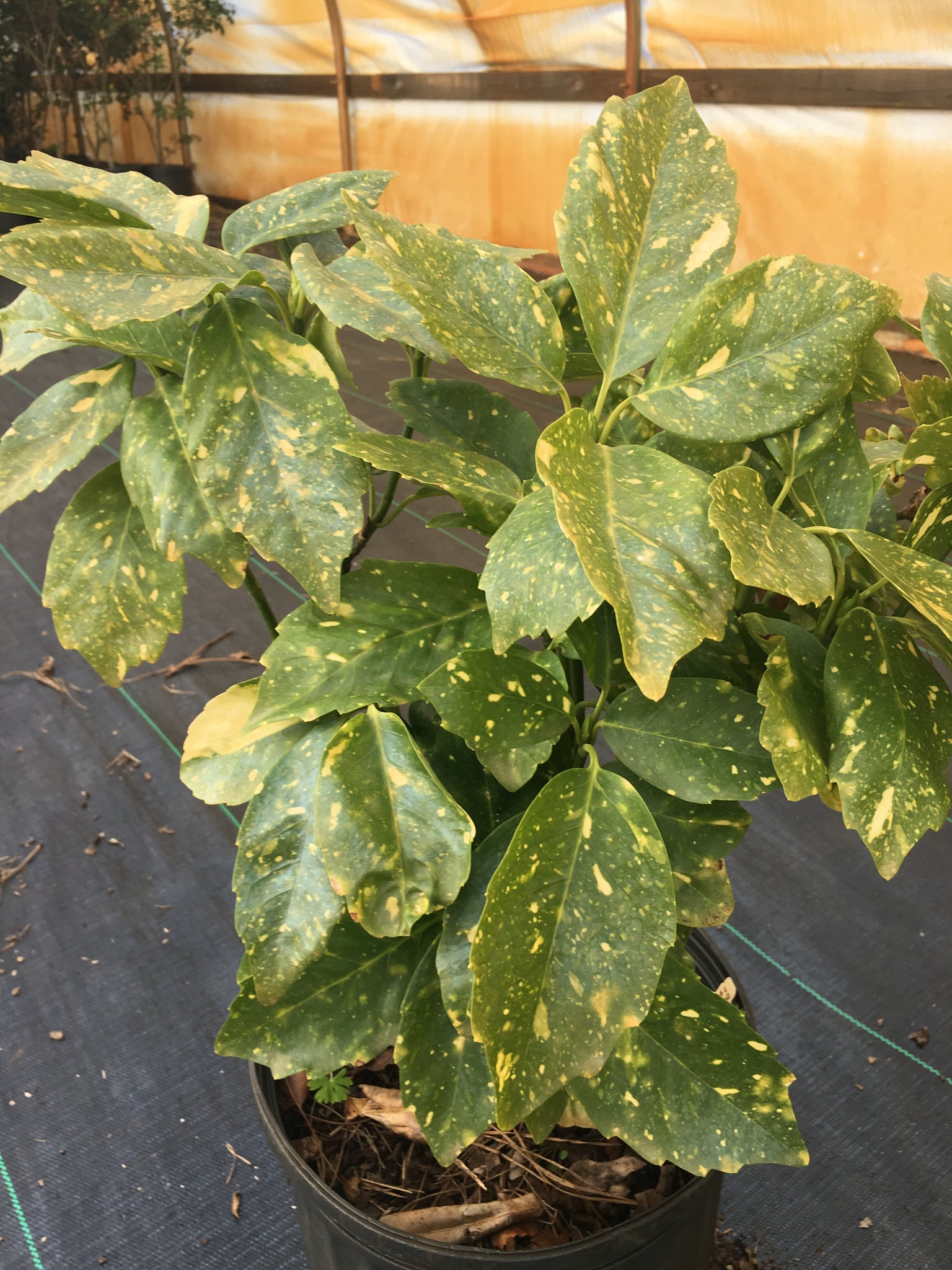 Dwarf Variegated Aucuba – Toms Creek Farm & Nursery
