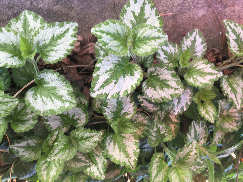 False Lamium – Toms Creek Farm & Nursery