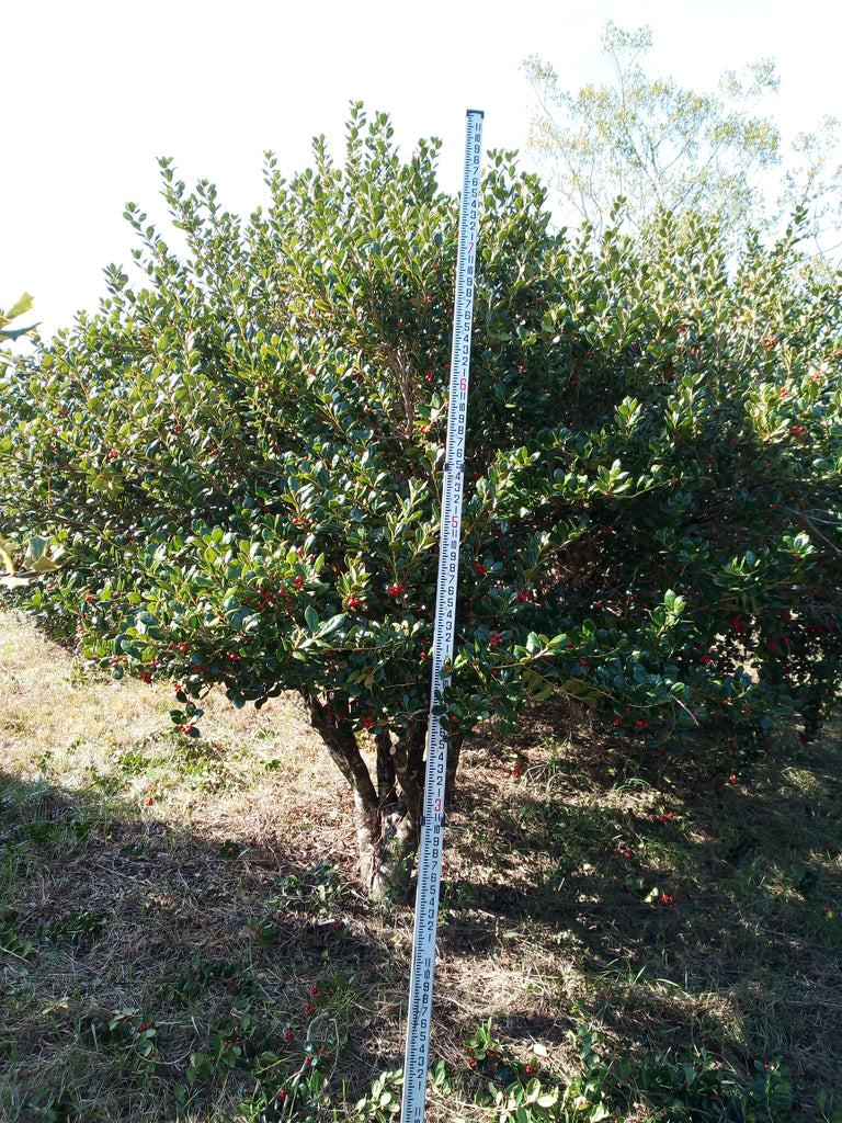 Burford Chinese Holly – Toms Creek Farm & Nursery