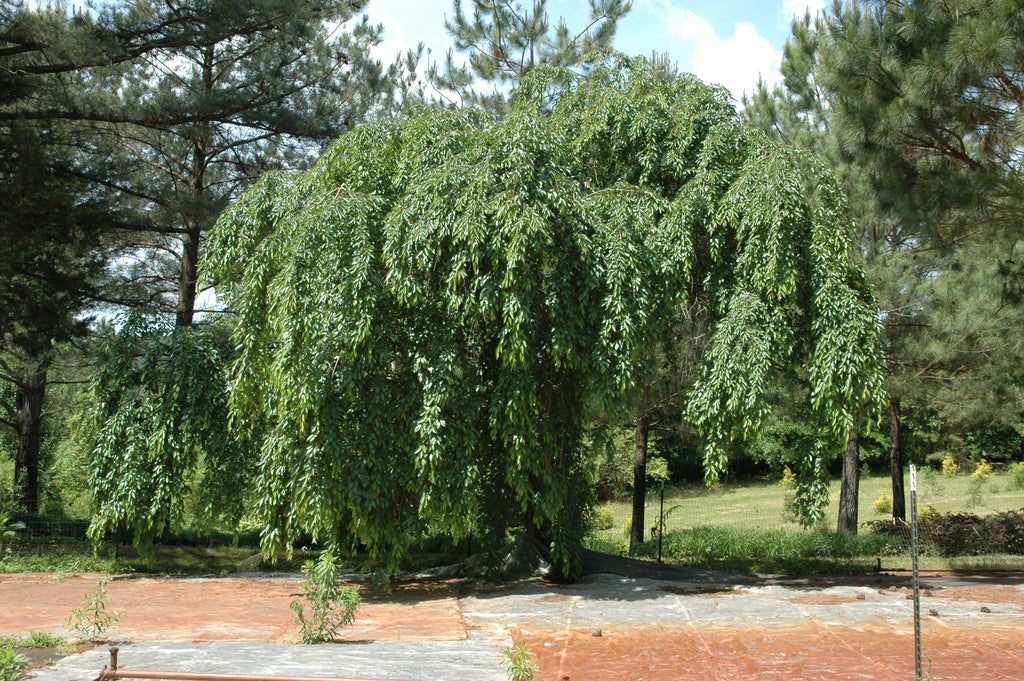 Weeping River Birch 'Summer Cascade' – Toms Creek Farm & Nursery