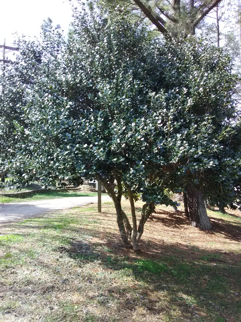Dwarf Burford Chinese Holly – Toms Creek Farm & Nursery