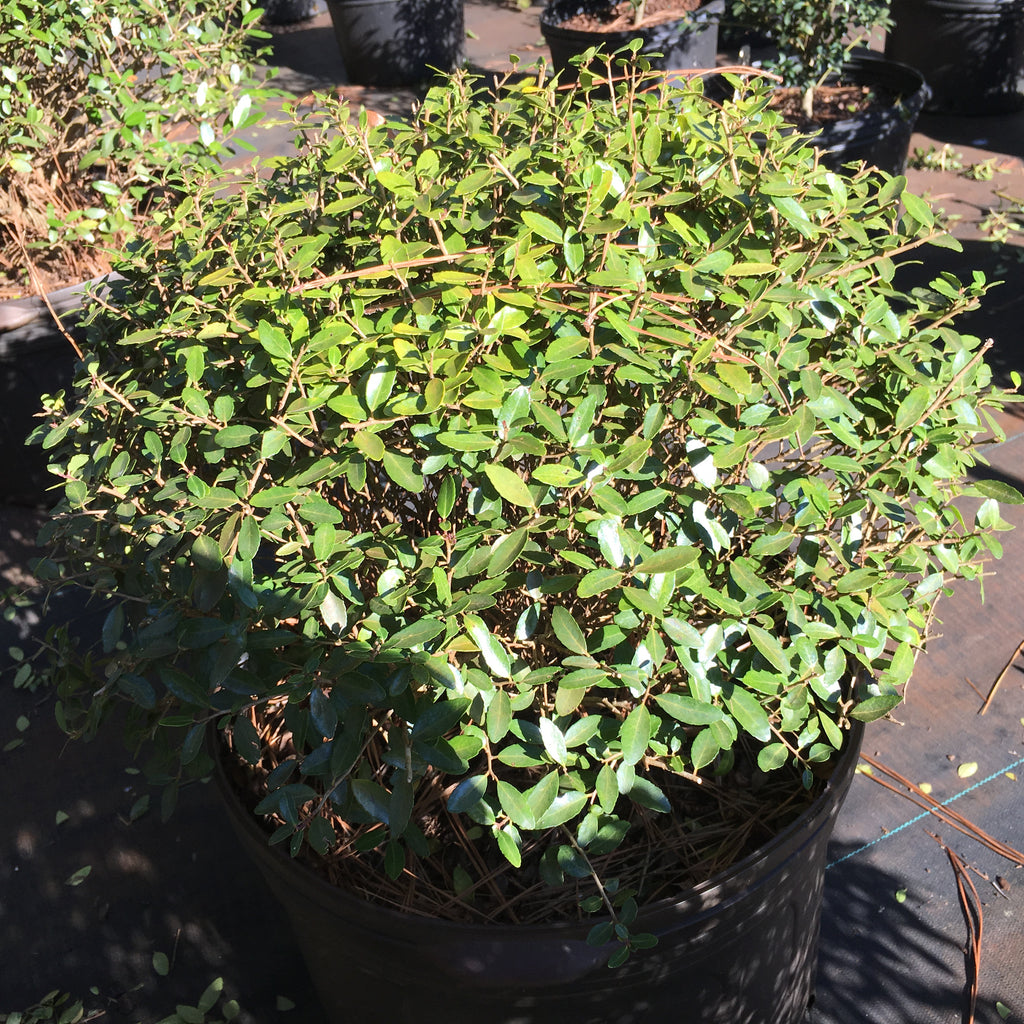 Dwarf Yaupon Holly – Toms Creek Farm & Nursery