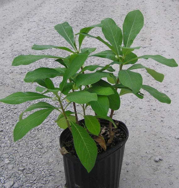 Chinese Paper Bush (Yellow Daphne) – Toms Creek Farm & Nursery