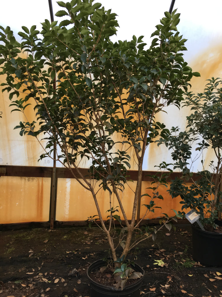 Fortune's Osmanthus; Fortune's Tea Olive – Toms Creek Farm & Nursery
