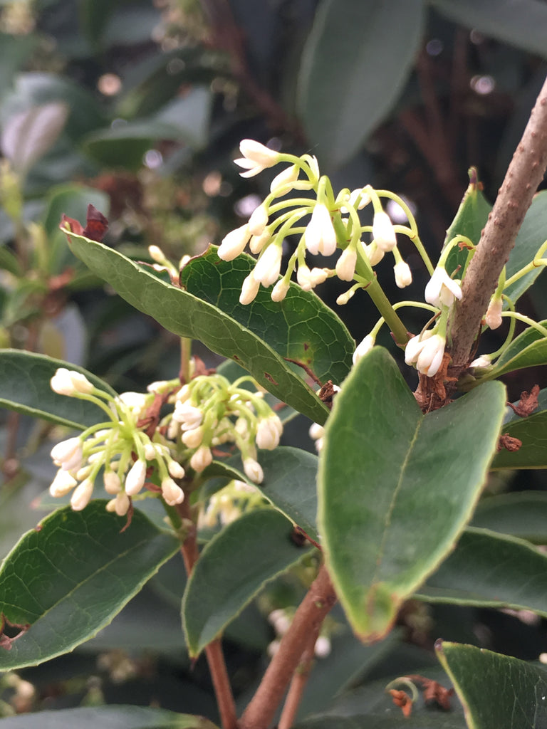Sweet Osmanthus 'fragrans' Fragrant Tea Olive – Toms Creek Farm & Nursery