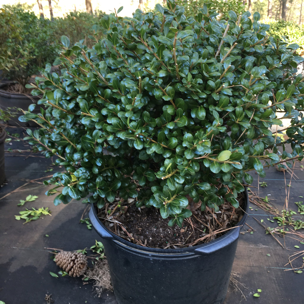 Hetz's Japanese Boxleaf Holly – Toms Creek Farm & Nursery