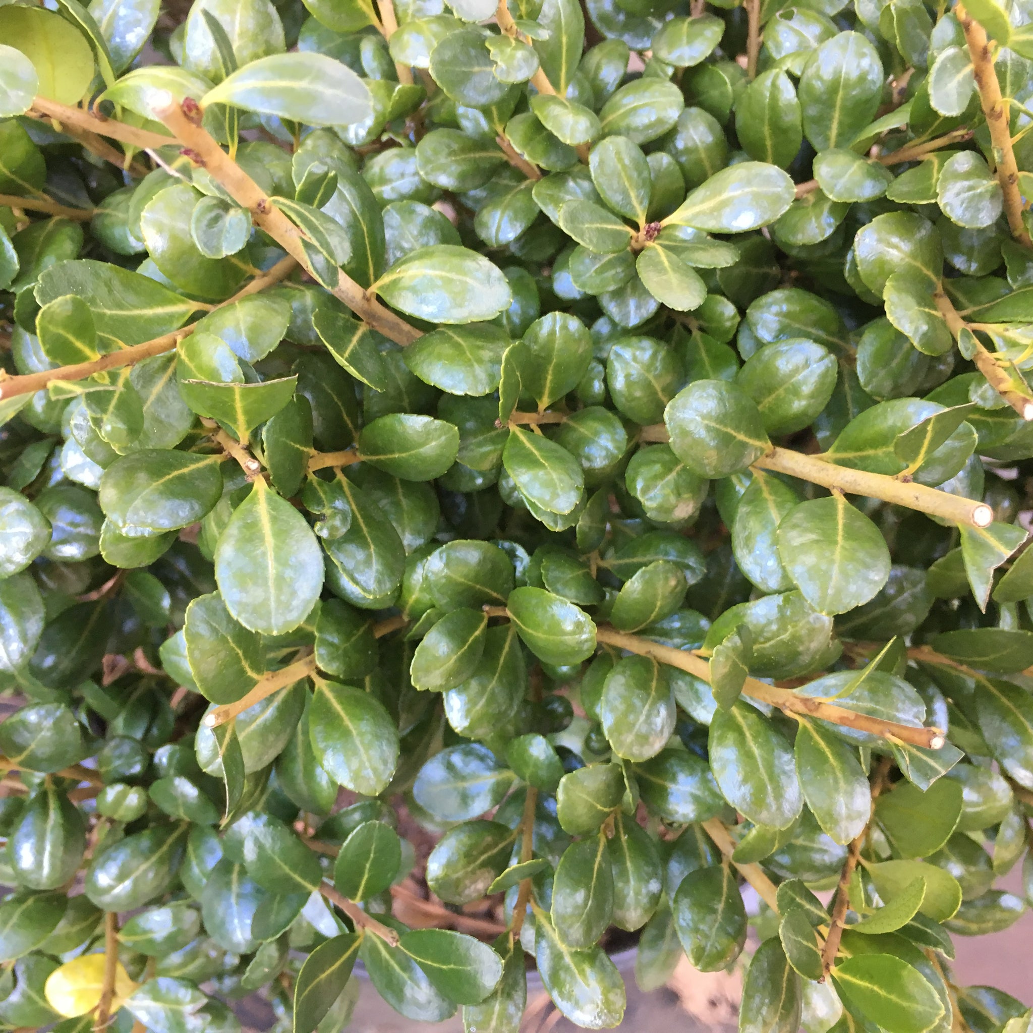 Hetz's Japanese Boxleaf Holly – Toms Creek Farm & Nursery
