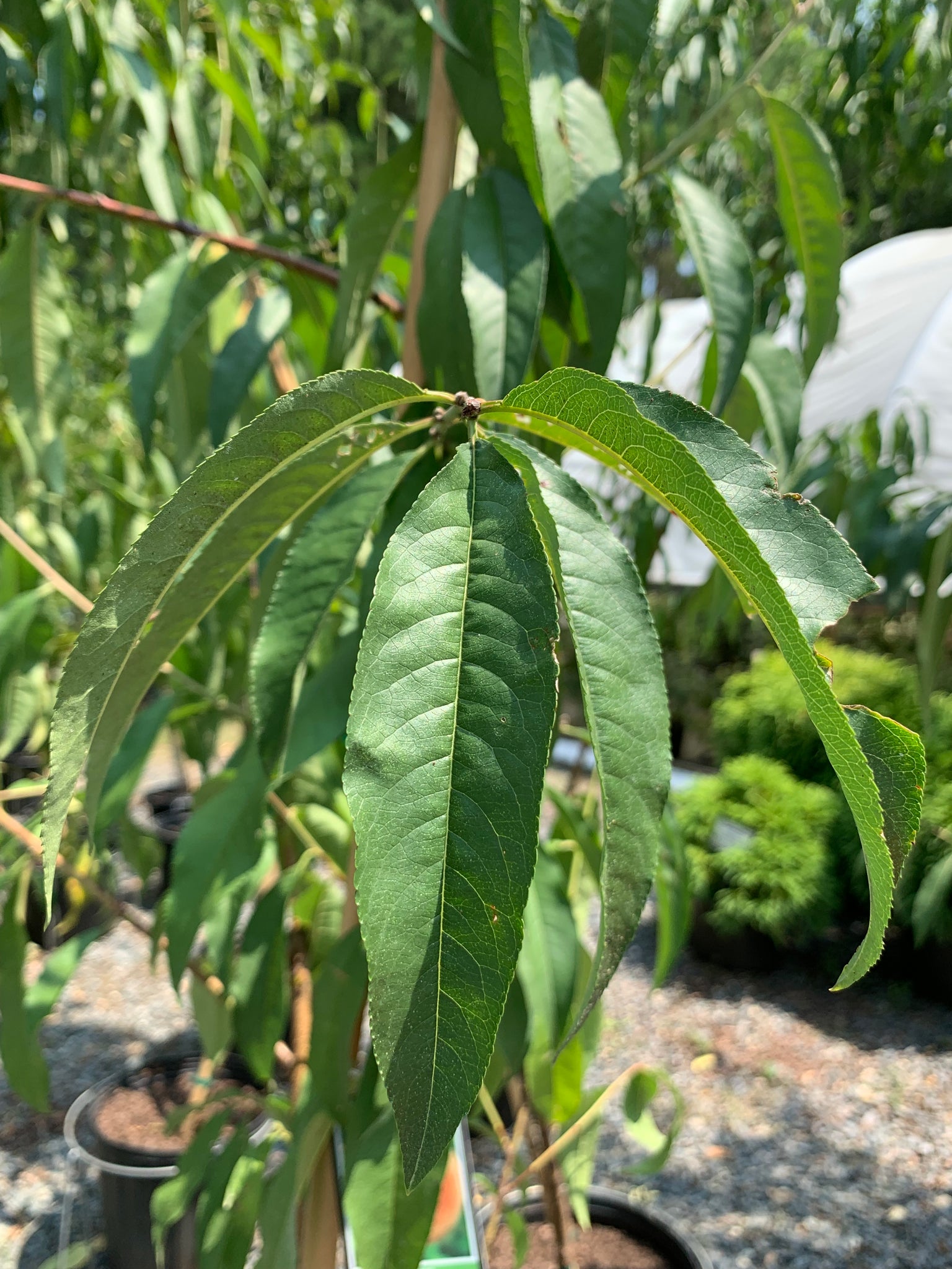 Redskin Peach – Toms Creek Farm & Nursery