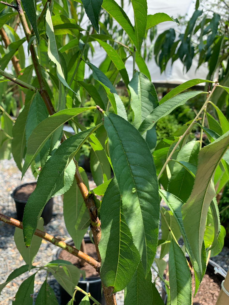Redskin Peach – Toms Creek Farm & Nursery