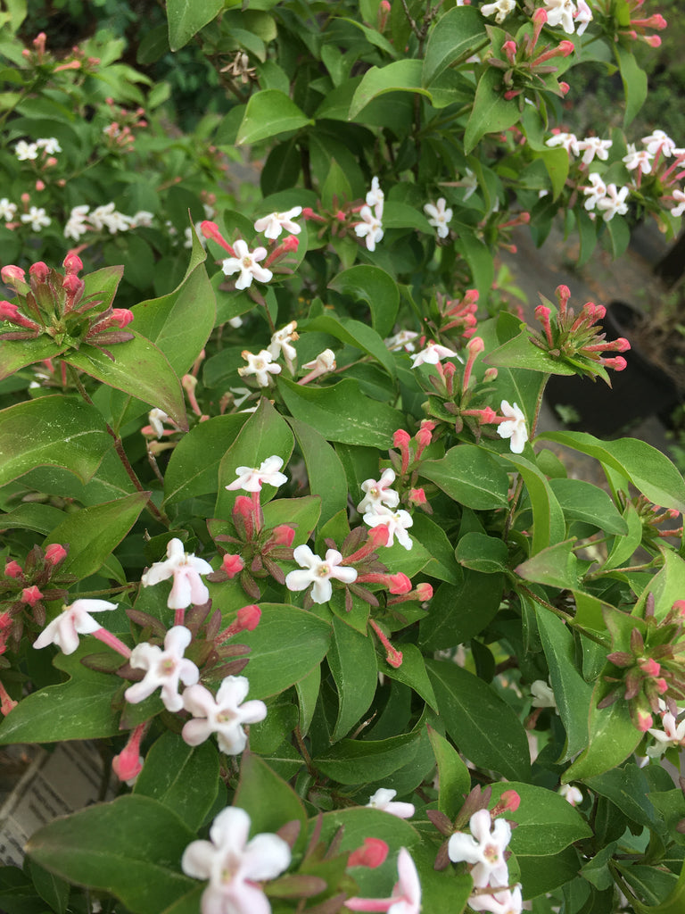 Fragrant Abelia – Toms Creek Farm & Nursery