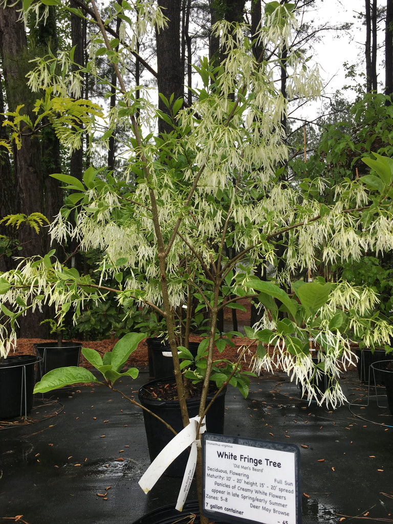 White Fringe Tree 'Old Man's Beard' – Toms Creek Farm & Nursery