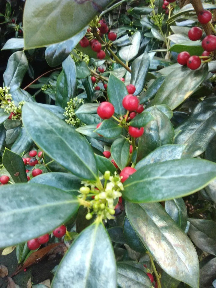 Needlepoint Chinese Holly – Toms Creek Farm & Nursery