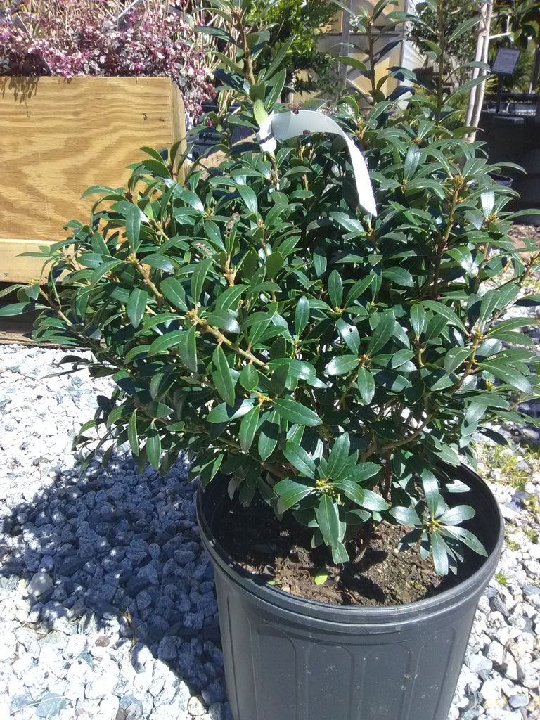 Nigra Inkberry Holly – Toms Creek Farm & Nursery