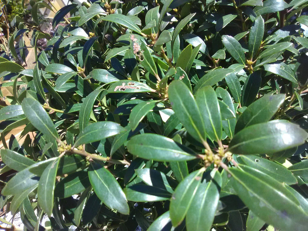 Nigra Inkberry Holly – Toms Creek Farm & Nursery