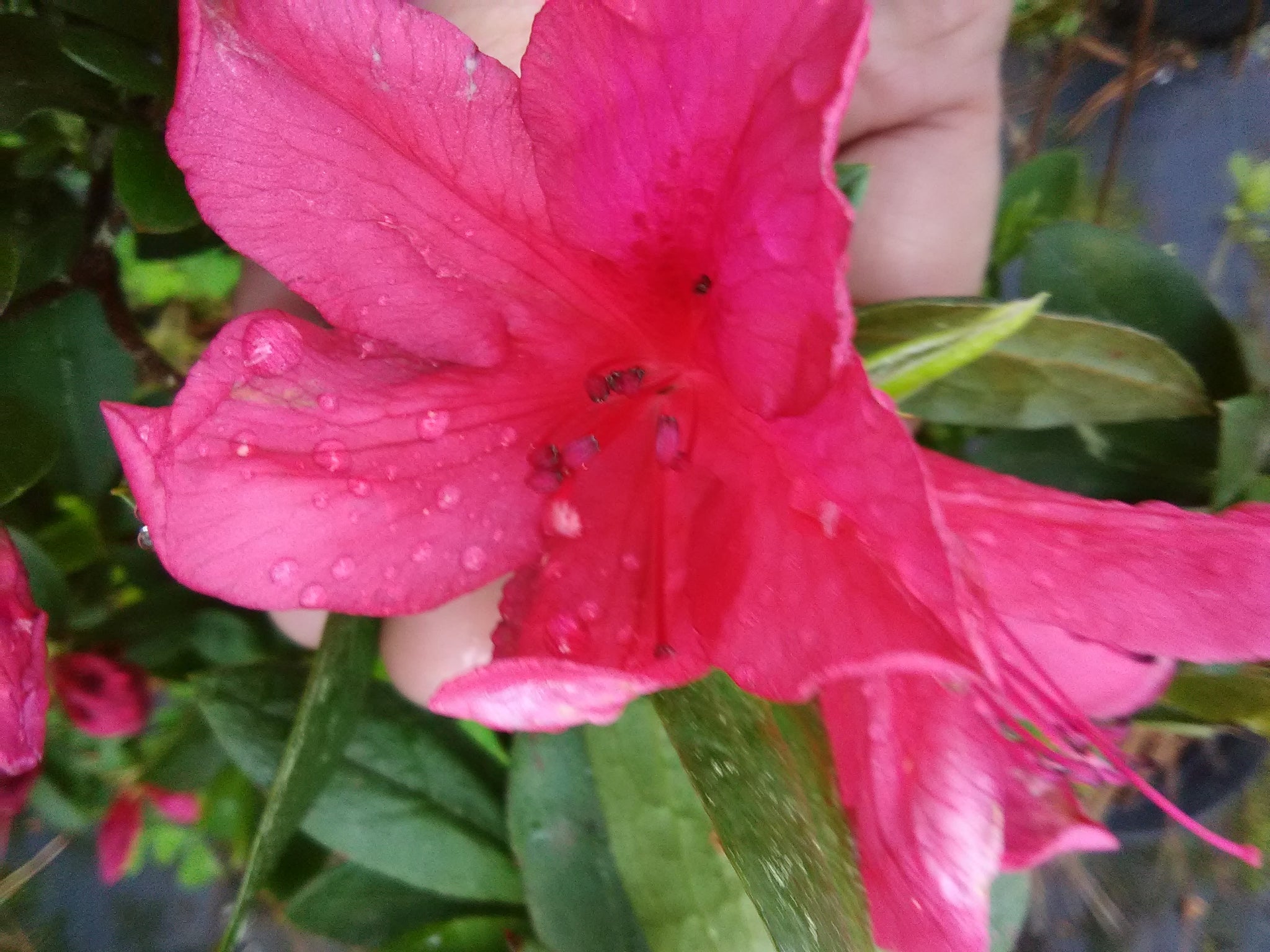 President Clay Evergreen Azalea – Toms Creek Farm & Nursery