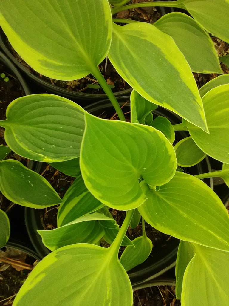 Albo Marginata Variegated Hosta – Toms Creek Farm & Nursery