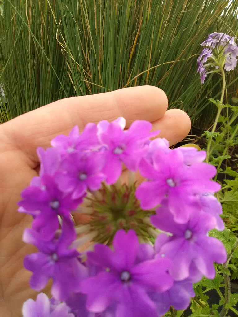 Verbena 'Homestead Purple' – Toms Creek Farm & Nursery