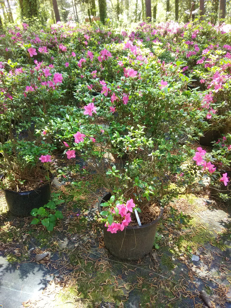 Tradition Azalea – Toms Creek Farm & Nursery