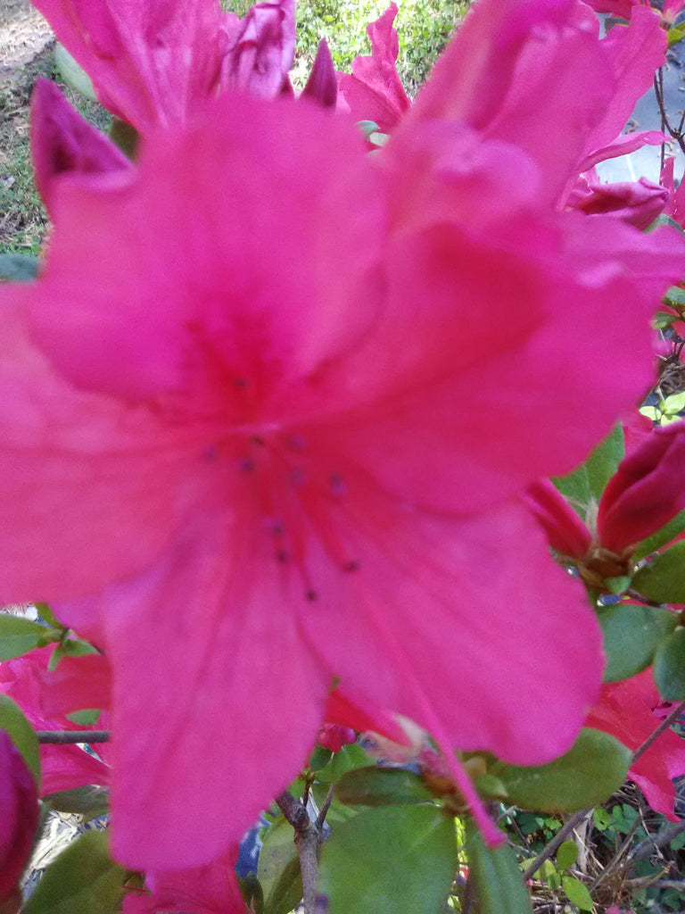 President Clay Evergreen Azalea – Toms Creek Farm & Nursery