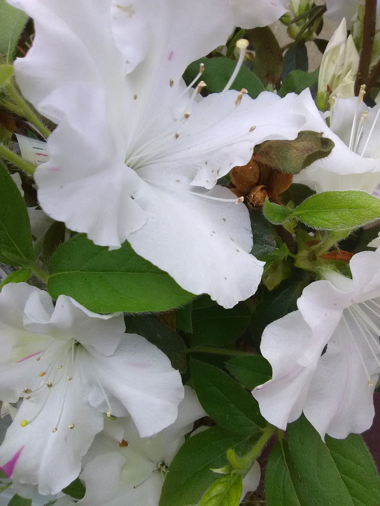Autumn Lily Encore Azalea – Toms Creek Farm & Nursery