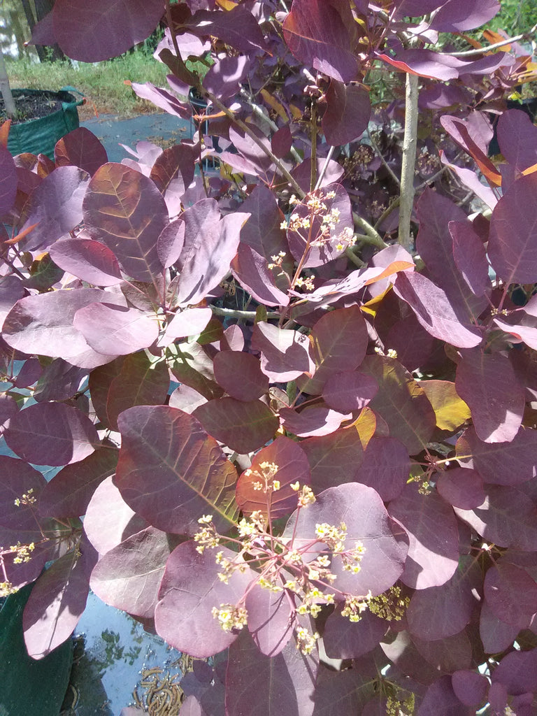 Royal Purple Smoke Tree - Sold Out – Toms Creek Farm & Nursery
