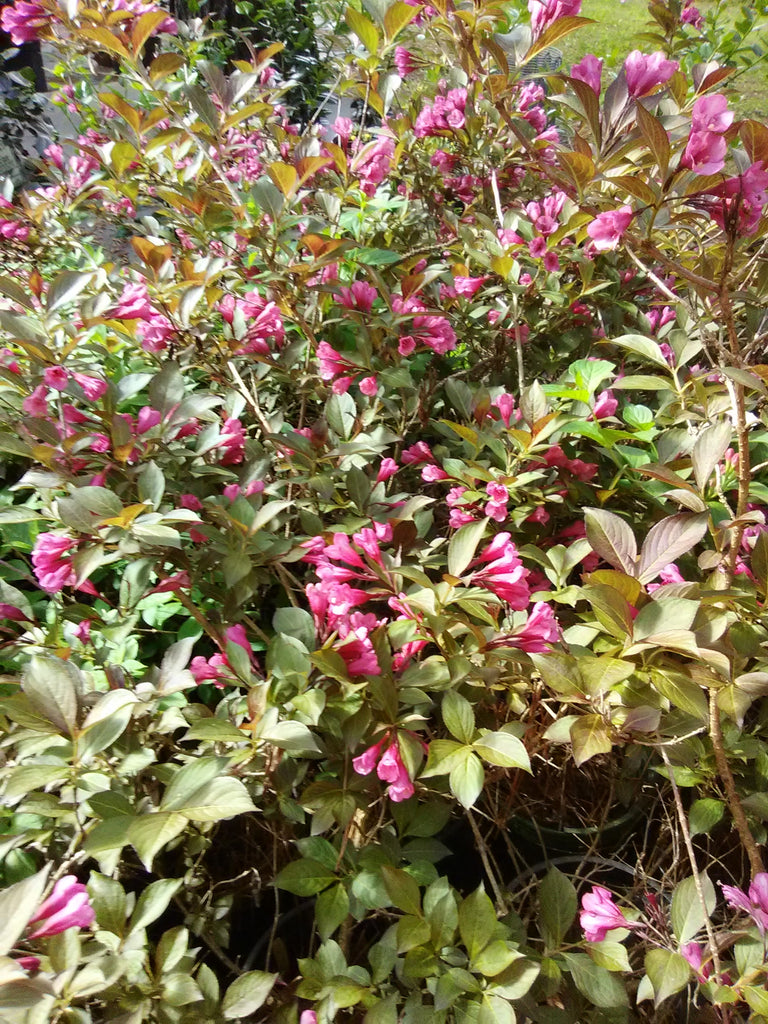 Java Red Weigela – Toms Creek Farm & Nursery