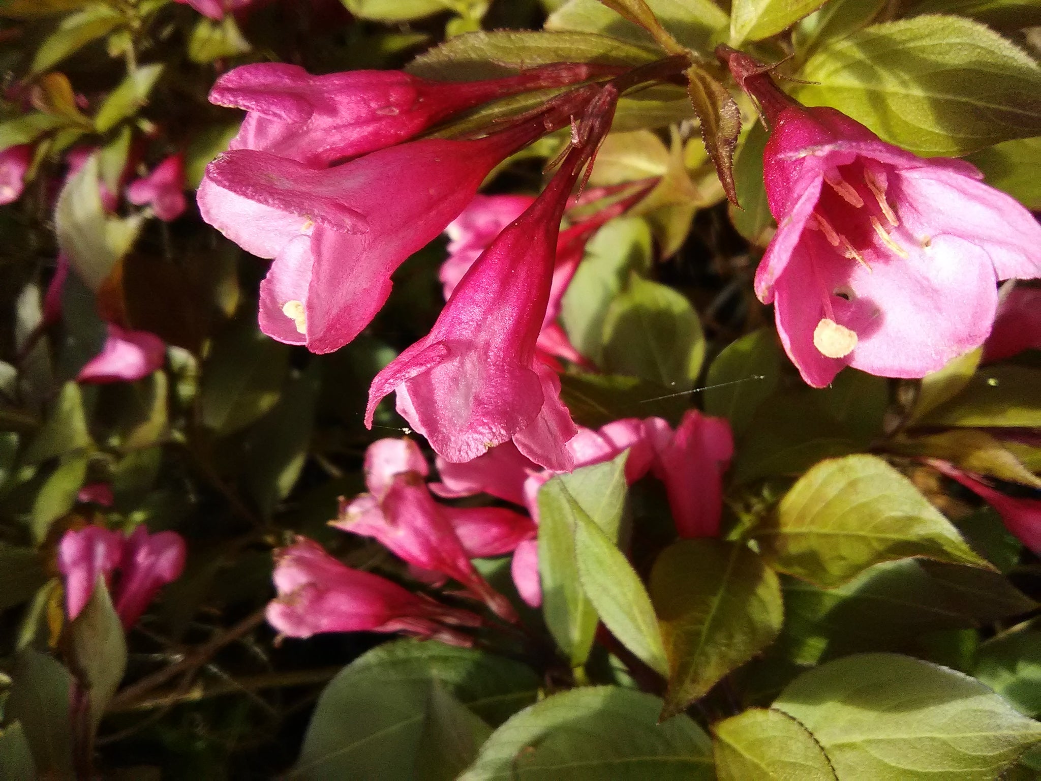 Java Red Weigela – Toms Creek Farm & Nursery