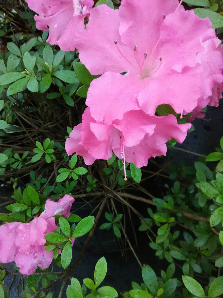 Pink Gumpo Evergreen Azalea – Toms Creek Farm & Nursery
