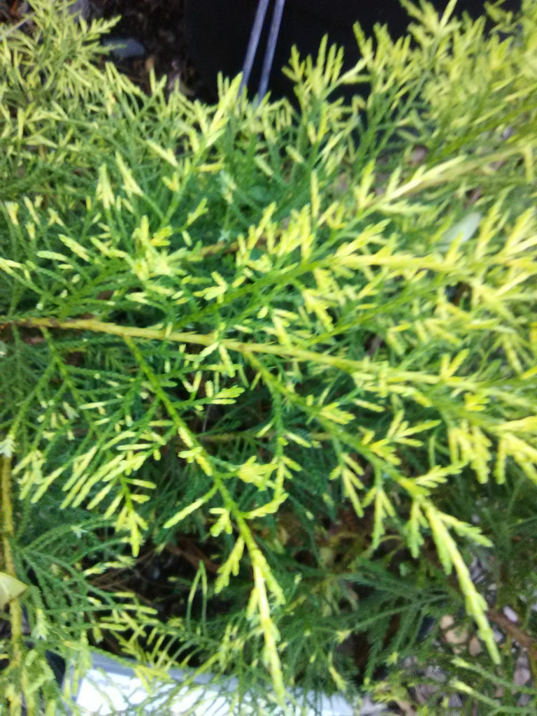 Gold Lace Juniper – Toms Creek Farm & Nursery