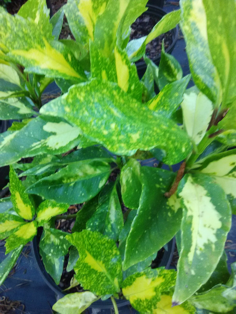 Picturata Aucuba – Toms Creek Farm & Nursery