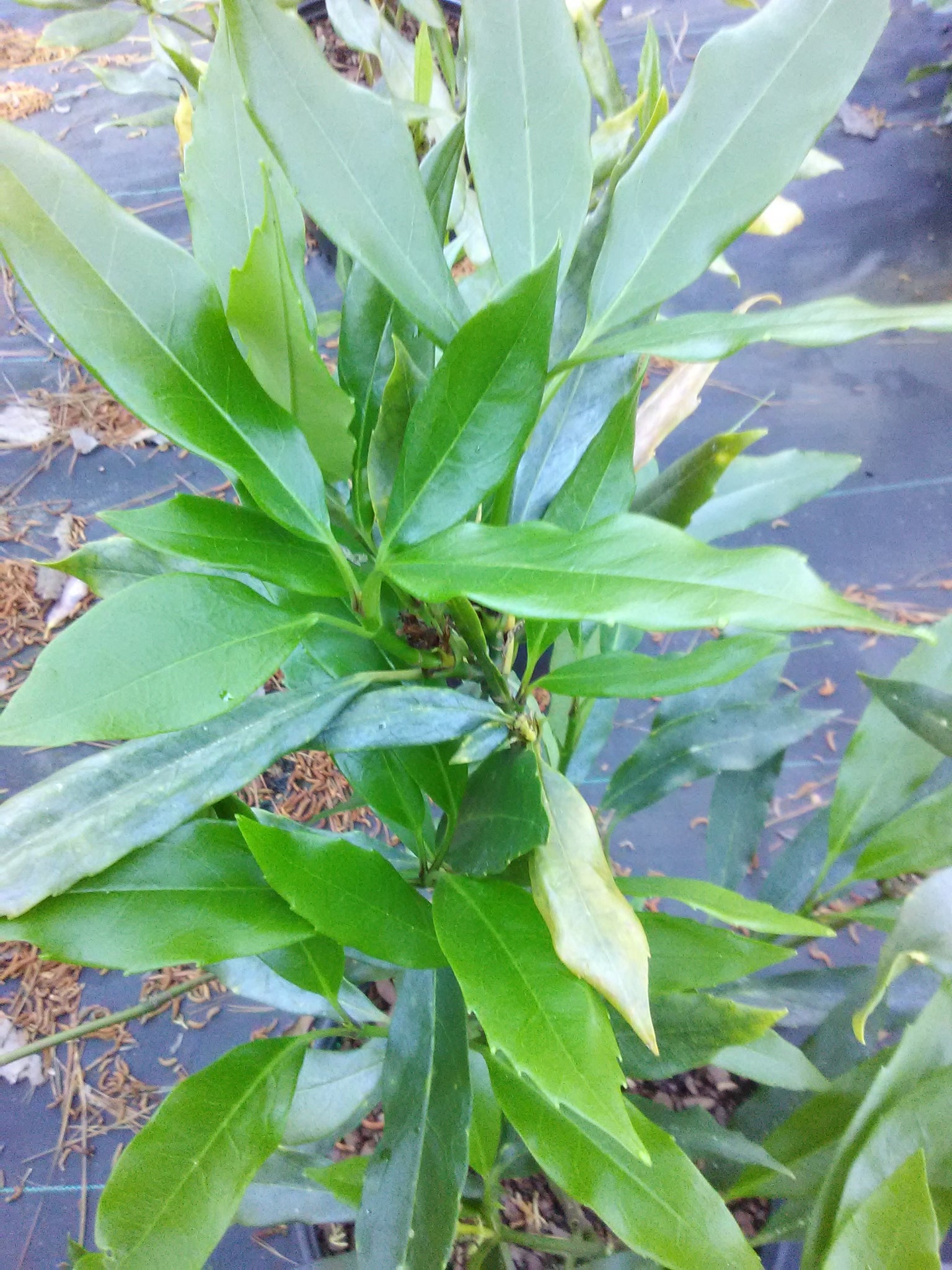 Dwarf Aucuba – Toms Creek Farm & Nursery