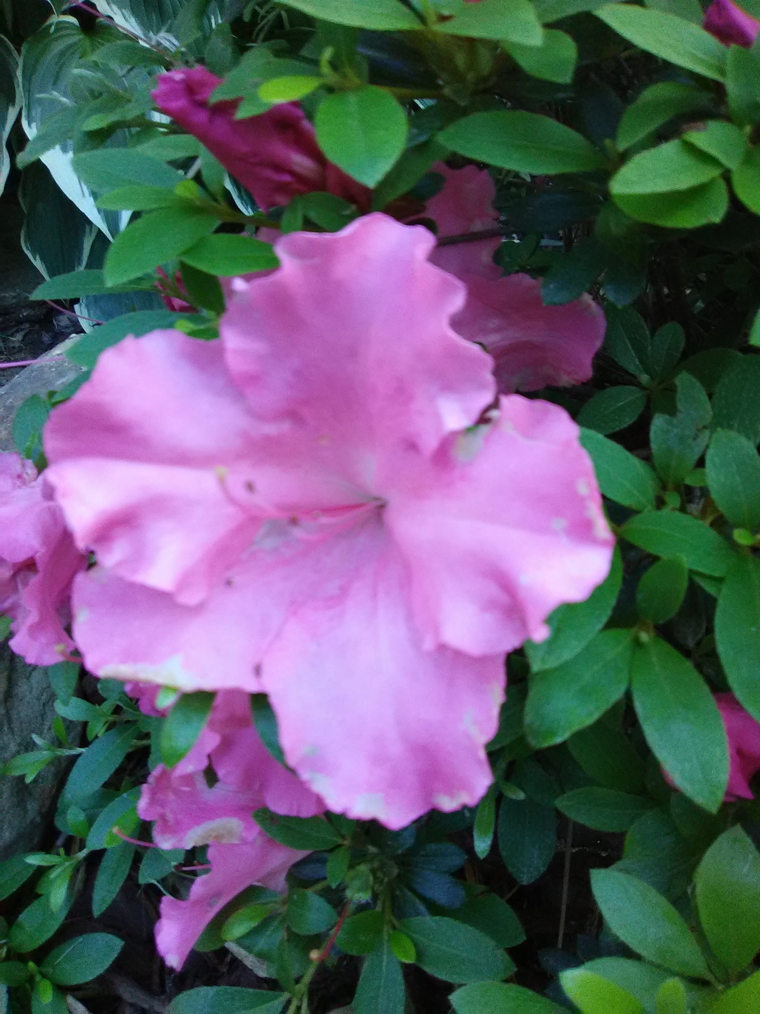Pink Gumpo Evergreen Azalea – Toms Creek Farm & Nursery