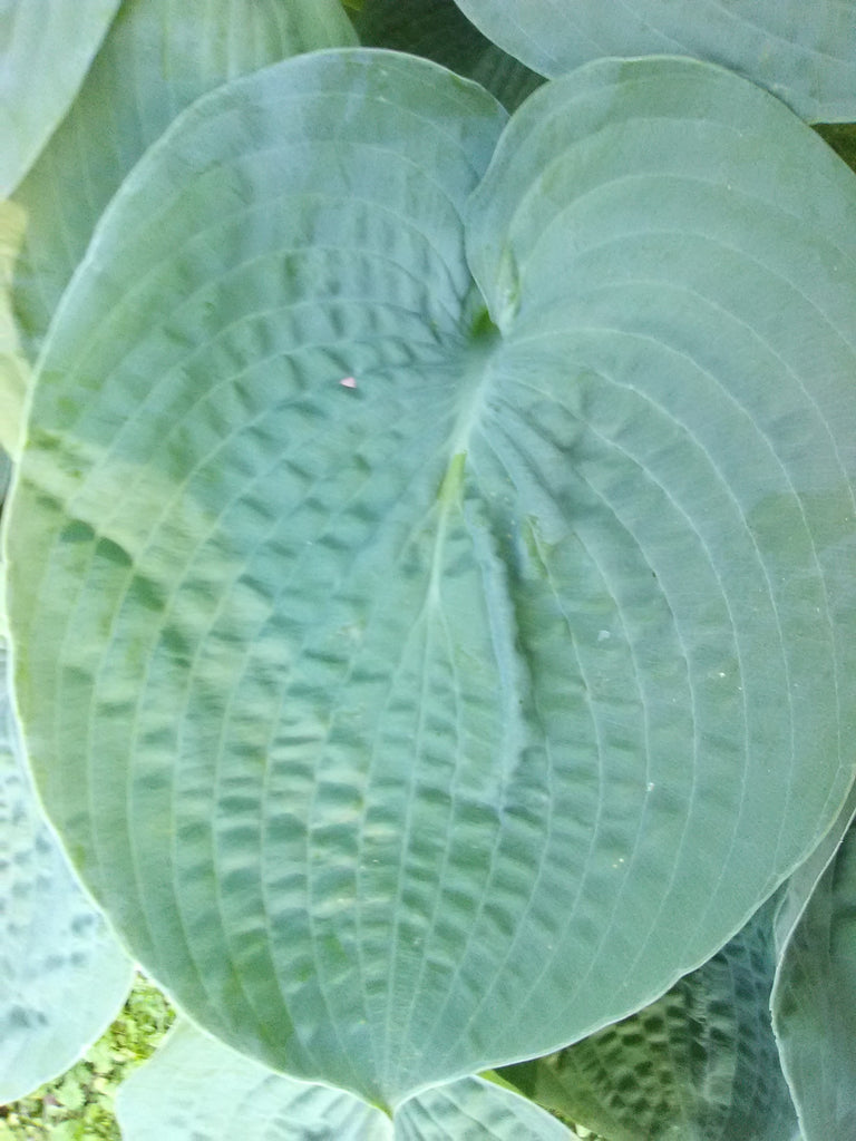Elegans Blue Hosta – Toms Creek Farm & Nursery