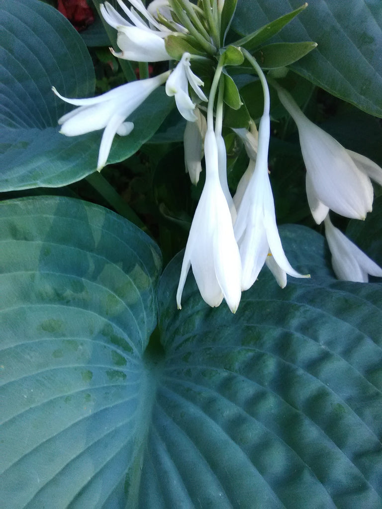 Elegans Blue Hosta – Toms Creek Farm & Nursery